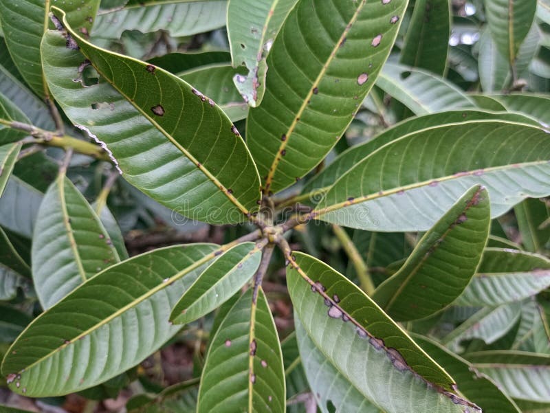 Leaves of the Horse Mango Fruit Tree with the Scientific Name Mangifera ...