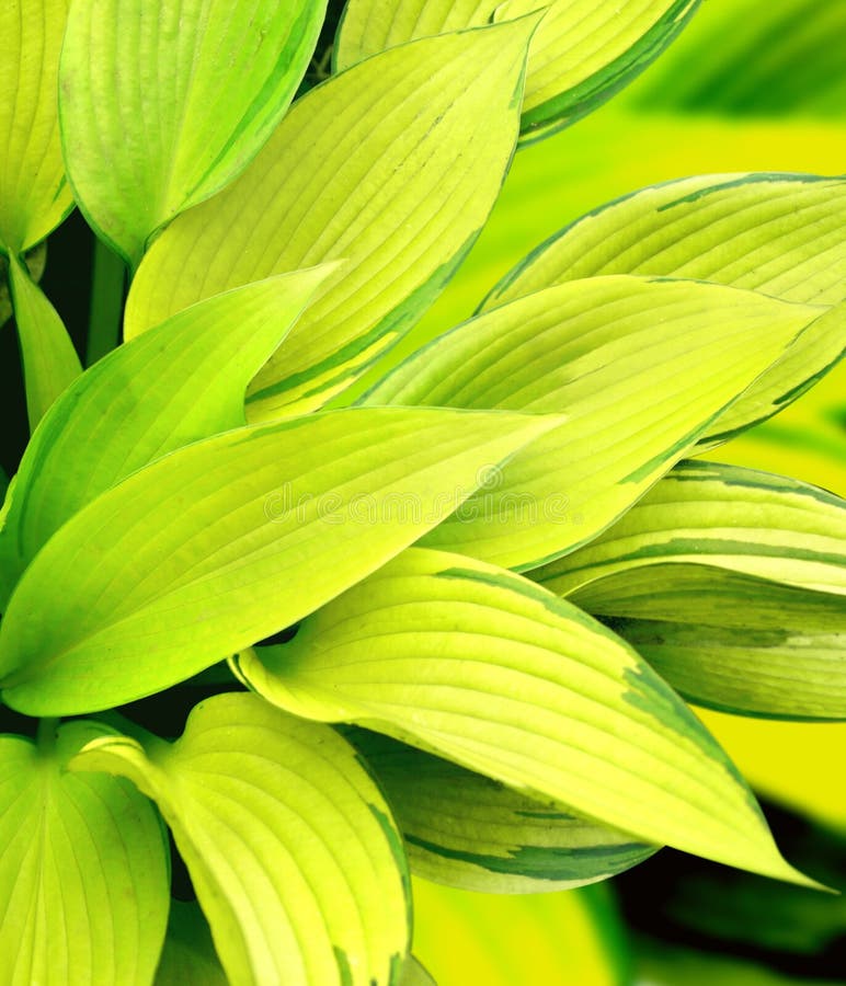 Iowa Hosta stock photo. Image of iowa, leaves, spring - 91512844
