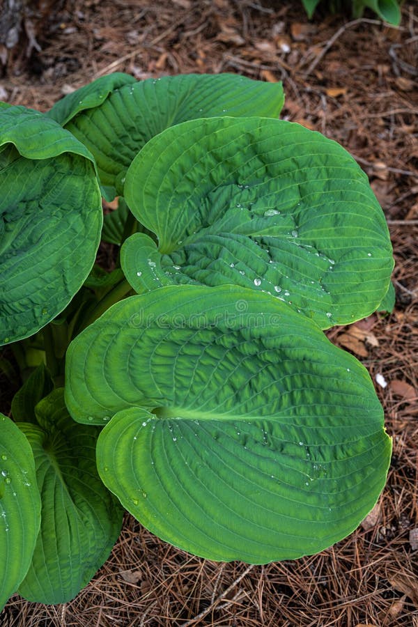 Hosta Cultivar `Amos` stock photo. Image of uncultivated - 249265350