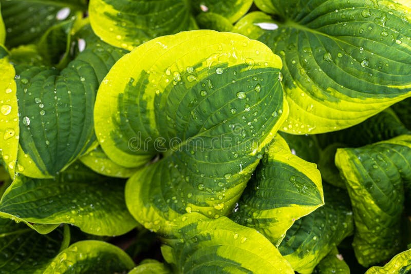 Hosta Cultivar `Fragrant Queen` Stock Image - Image of lime, green ...