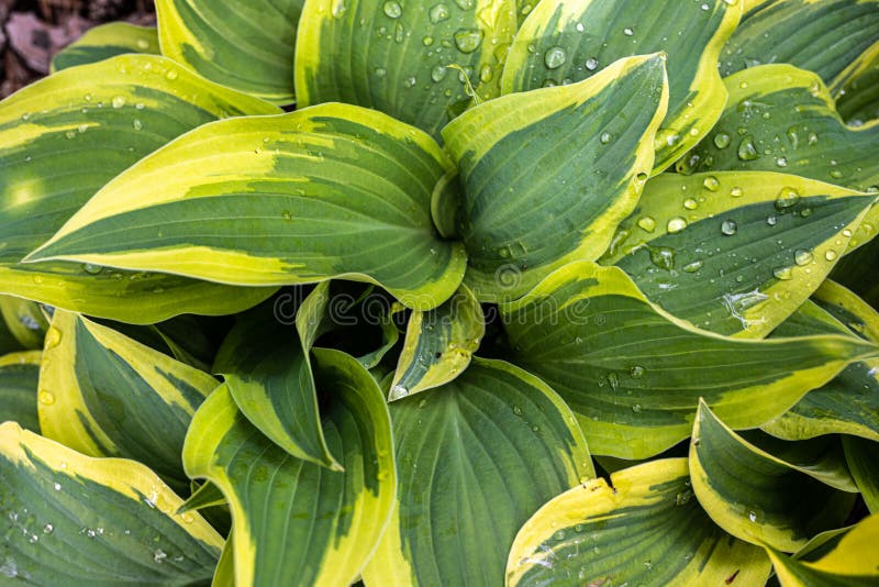 Hosta Cultivar `Wolverine` stock photo. Image of colours - 249265404