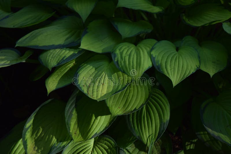 Hosta Tratt stock image. Image of hosta, texture, green - 93561373
