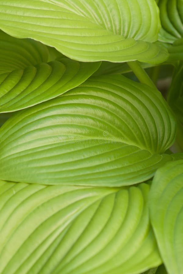 The Leaves of Hosta in Spring Stock Image - Image of color, perennial ...