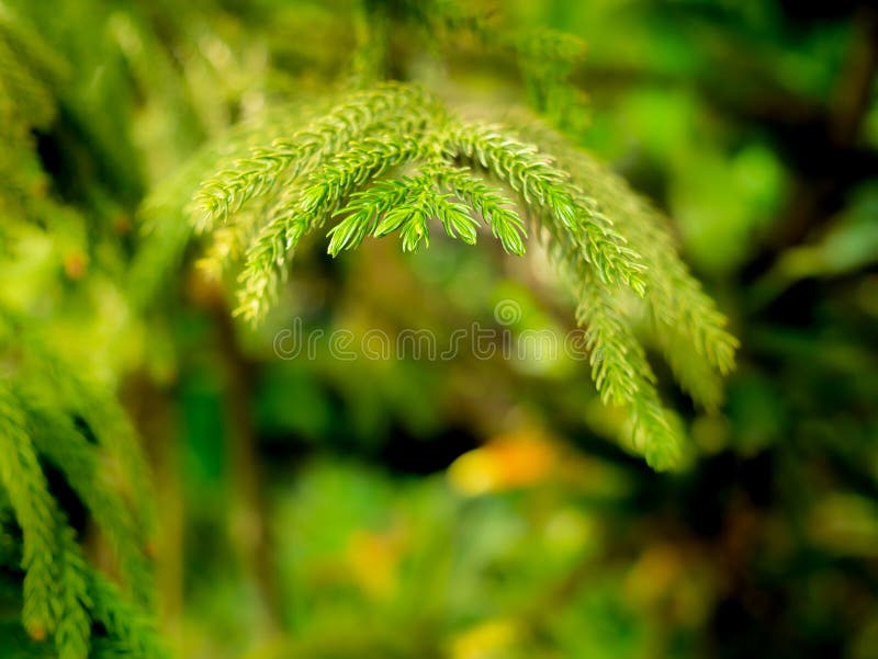 Leaves of House Pine Hanging Stock Photo - Image of fresh, forest ...