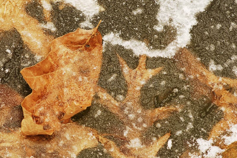 Leaves in ice stock photo. Image of brown, frozen, leaves - 1895770