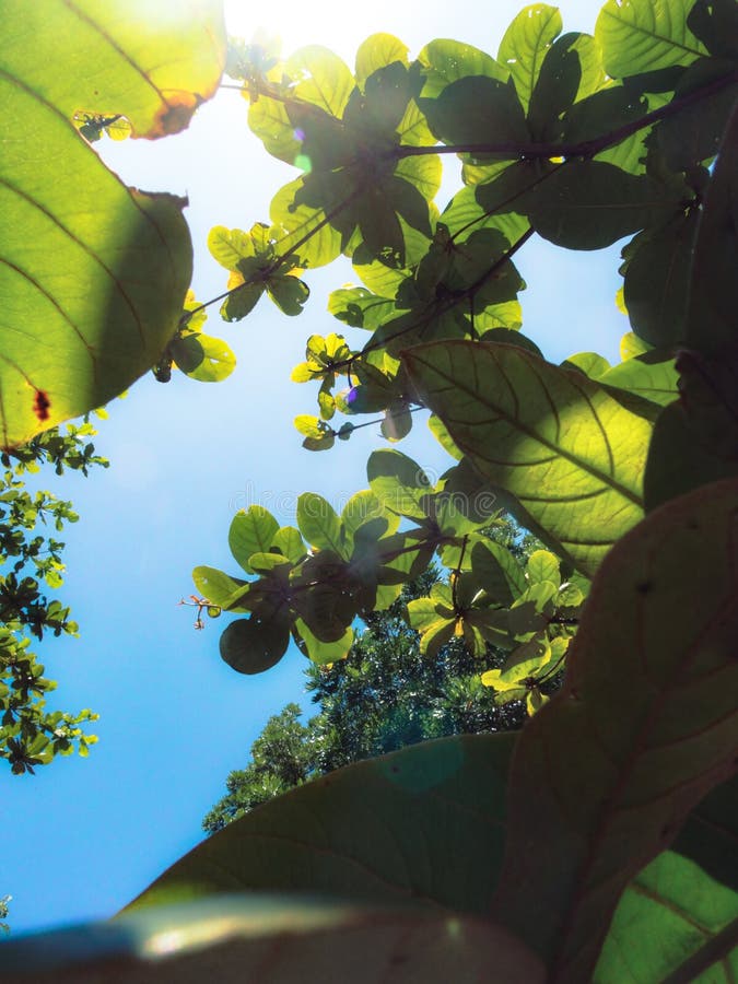 The Leaves that are Illuminated by Sunlight are Visible from Below ...