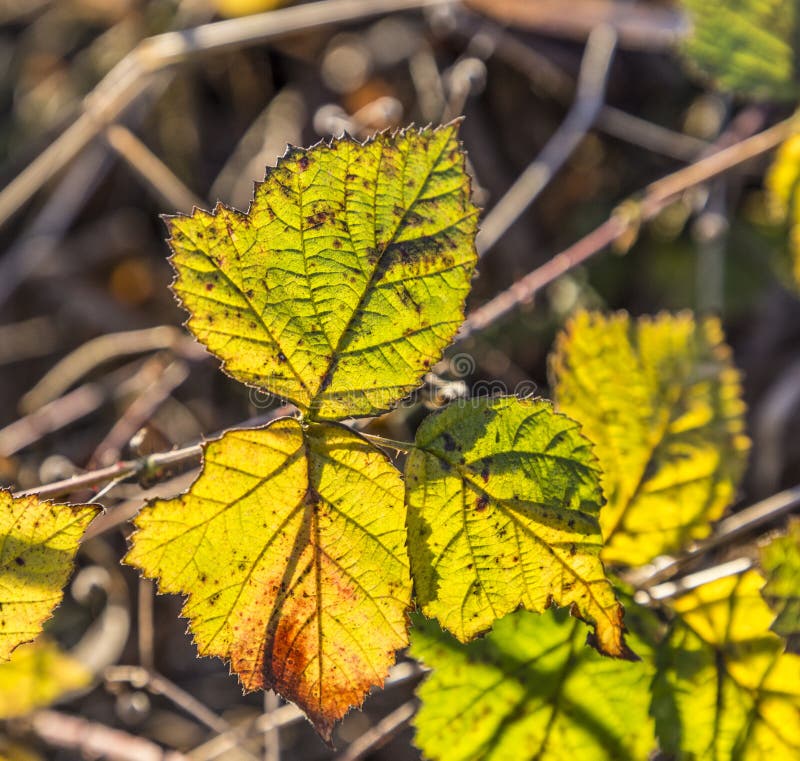 Leaves in Indian Summer Colors Stock Image - Image of still, forest ...