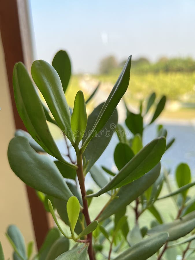 Indoor tree leaves stock image. Image of food, blossom - 239103689