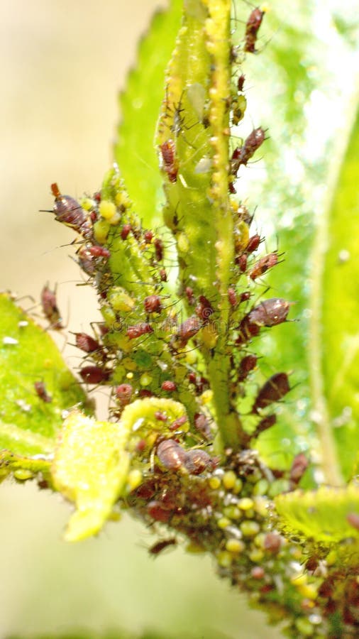 Leaves Infested with Aphids Stock Photo - Image of south, aphid: 255113122