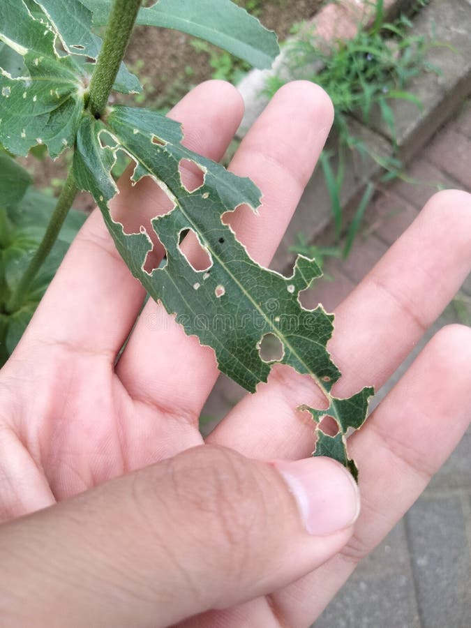 Leaves Infested by Caterpillar Stock Image - Image of insect, leaf ...