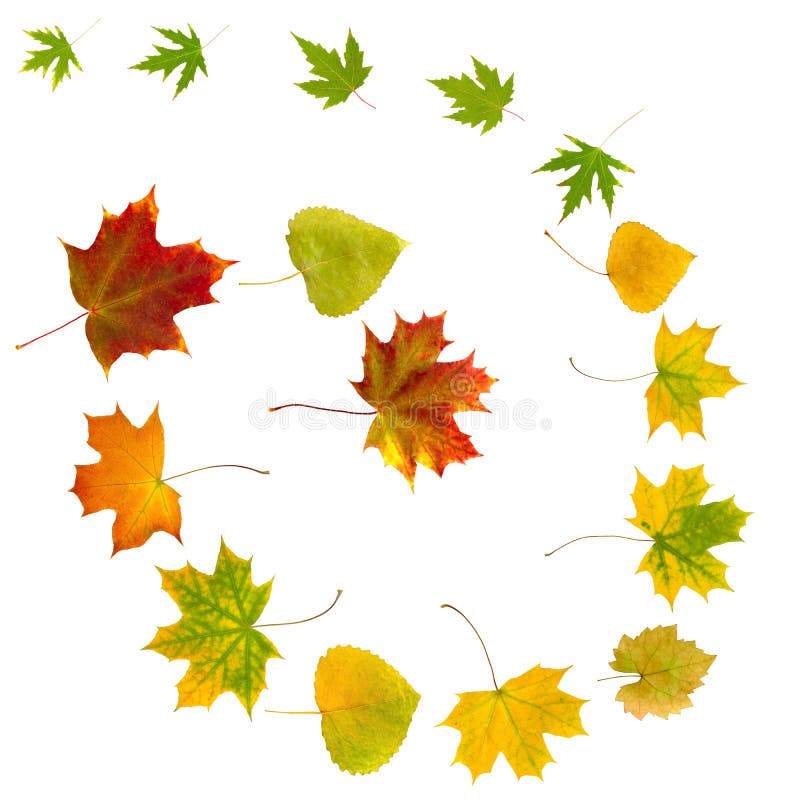 Leaves isolate stock image. Image of green, landscape - 27267667