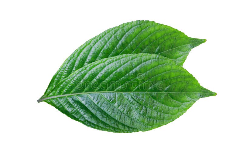 Leaves Isolate on a White Background Stock Image - Image of single ...