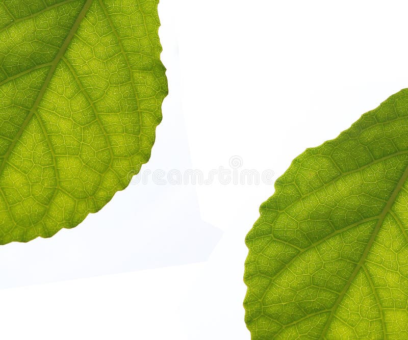 Leaves isolated stock photo. Image of leaf, agriculture - 24758334