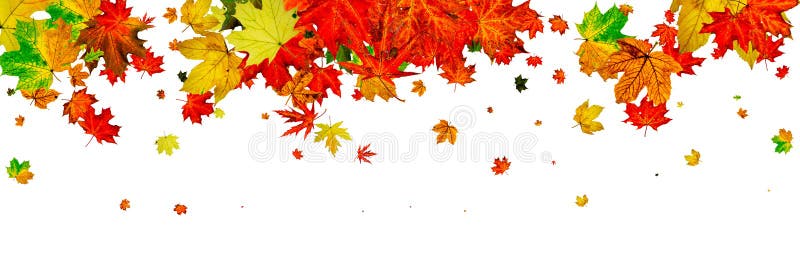 Leaves Isolated. Autumn Leaf Pattern. Season Falling Leaves Back Stock ...