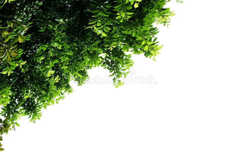 Leaves With Isolated Background Stock Image - Image of outdoor, botany ...