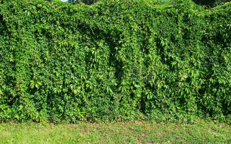 Leaves of Ivy Covering the Wall Stock Photo - Image of ecology, hedge ...
