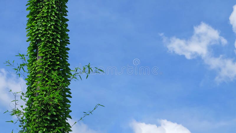 Leaves of the Ivy are Wrapped Around the Palm Tree Stock Image - Image ...