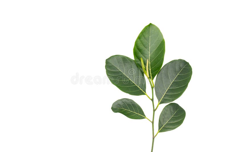 Leaves of Jackfruit on White Background Stock Image - Image of tree ...