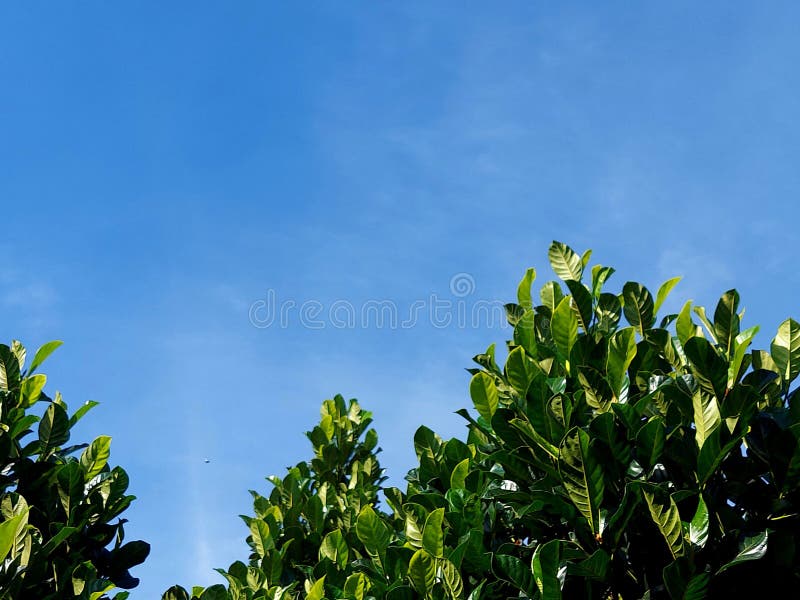 Leaves of the Jackfruit Tree with the Blue Sky Background Stock Image ...