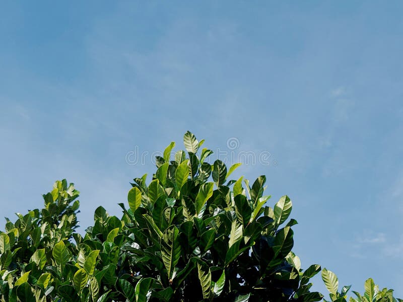 Leaves of the Jackfruit Tree with the Blue Sky Background Stock Image ...