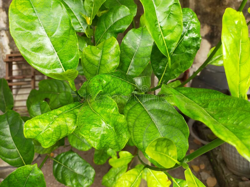 The Leaves of the Jackfruit Tree are Bright Green Stock Image - Image ...