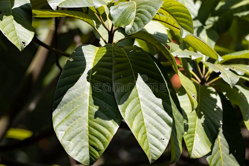 Leaves of Jelutong, Dyera Costulata Stock Image - Image of tree, branch ...