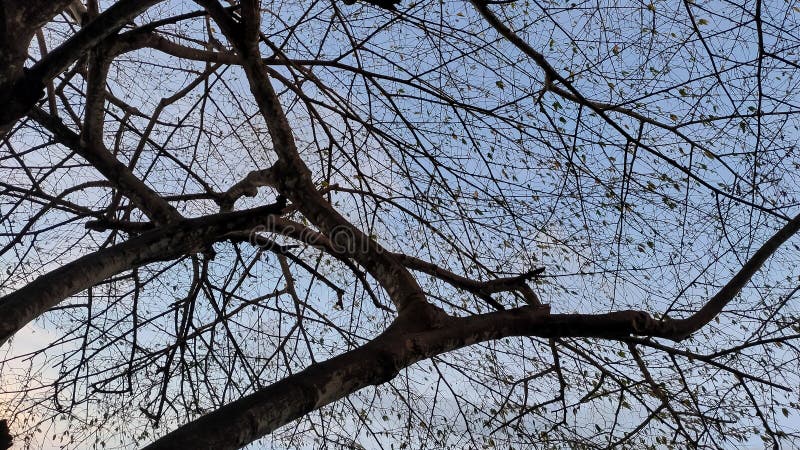 The Leaves of the Kersen Tree Began To Fall Due To the Hot Weather ...