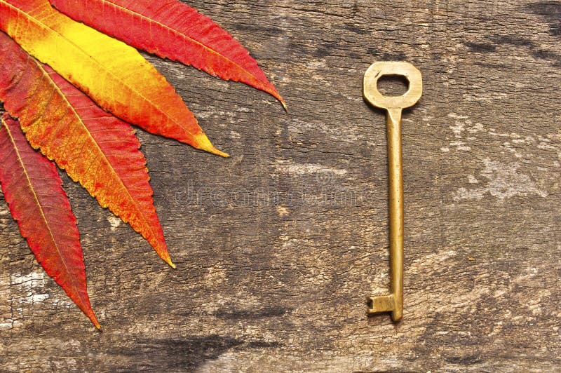 Leaves and key stock photo. Image of floral, searching - 27333200