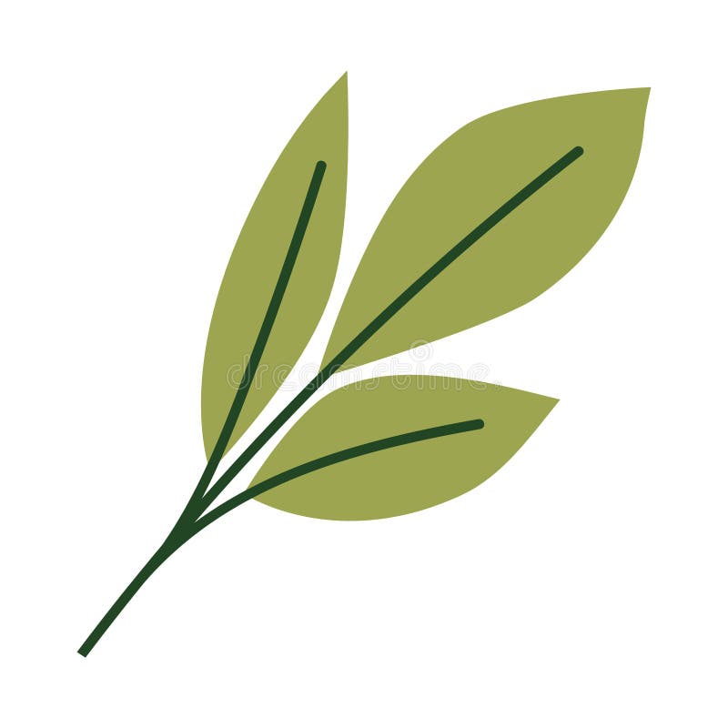 Leaves of lanceolate stock vector. Illustration of botany - 224281176