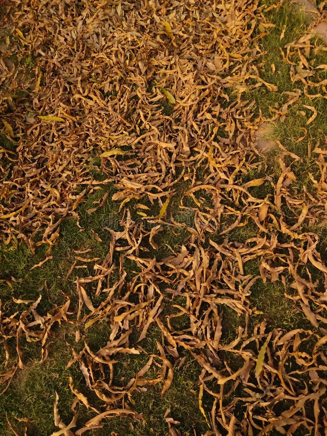 Leaves land dry leaves 1 stock photo. Image of land - 246245900