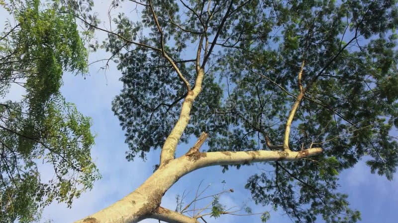 The Leaves of a Large Tree Sway in the Wind Stock Footage - Video of ...