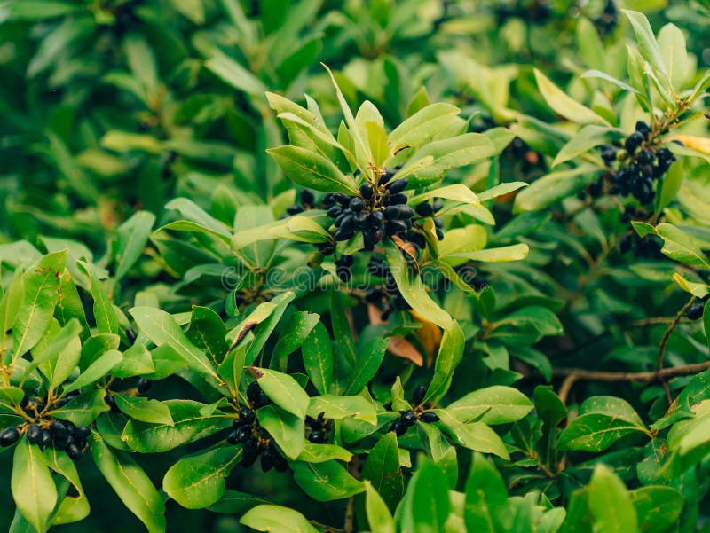 Leaves of Laurel and Berries on a Tree. Laurel Leaf in the Wild Stock ...