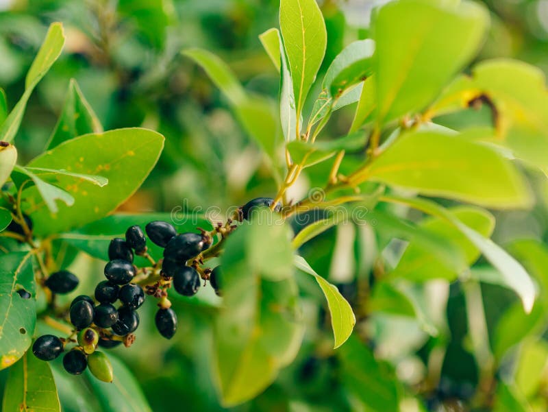 Leaves of Laurel and Berries on a Tree. Laurel Leaf in the Wild Stock ...