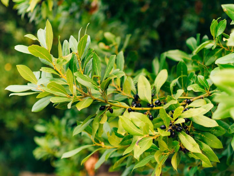 Leaves of Laurel and Berries on a Tree. Laurel Leaf in the Wild Stock ...