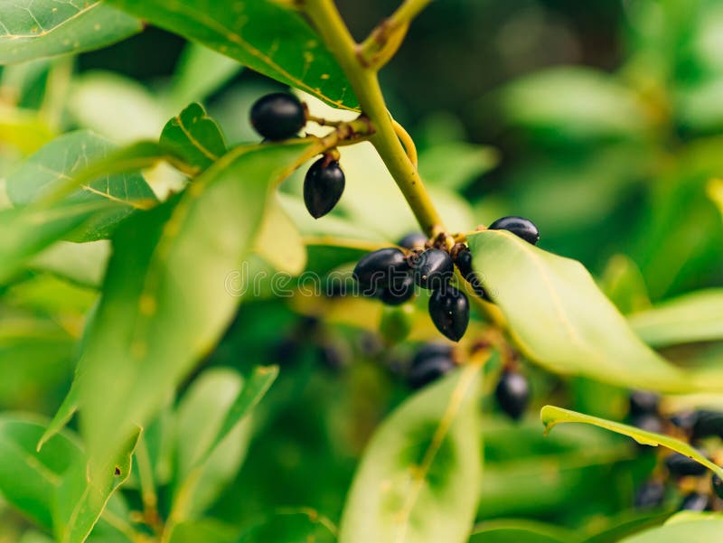 Leaves of Laurel and Berries on a Tree. Laurel Leaf in the Wild Stock ...