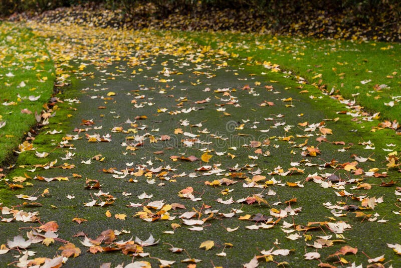 Leaves Laying on Path in the Fall Stock Photo - Image of group, grass ...