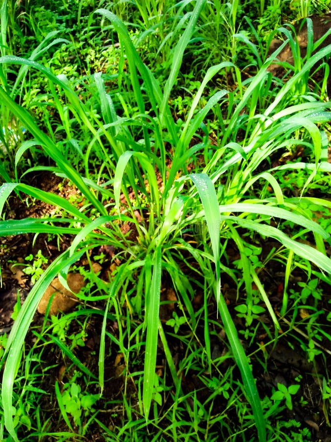 Reed Plant II stock photo. Image of latifolia, typha, lake - 5884832