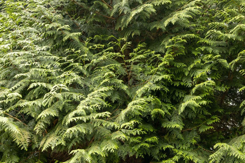 Leaves of a Leafy Pine Tree. Background or Texture of Green Leaves ...