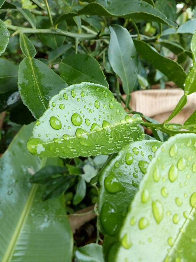 Leaves stock photo. Image of leaves, droplets, lemon - 93984422