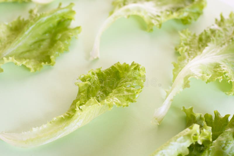 Leaves of Lettuce Light Green Background Stock Image - Image of ...