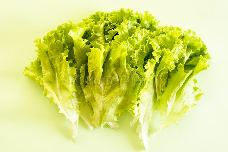 Leaves of Lettuce Light Green Background Stock Image - Image of natural ...