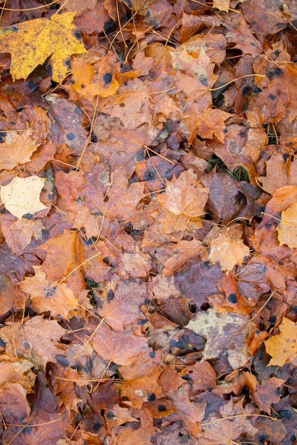 The Leaves Lie on the Ground during Fall Stock Photo - Image of yellow ...