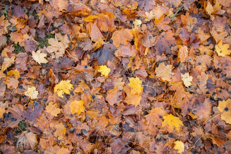 The Leaves Lie on the Ground during Fall Stock Image - Image of autumn ...