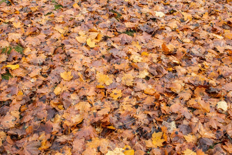 The Leaves Lie on the Ground during Fall Stock Photo - Image of yellow ...