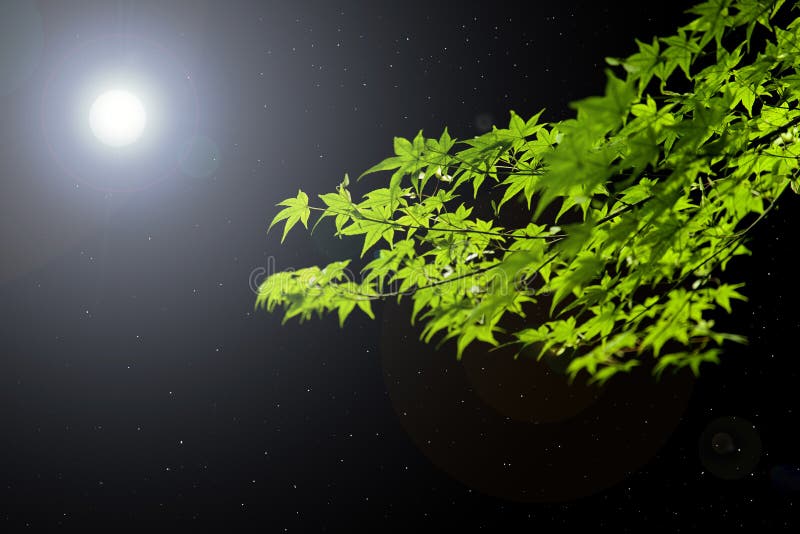 Leaves in the Light of Moon Stock Image - Image of green, foliage: 31791849