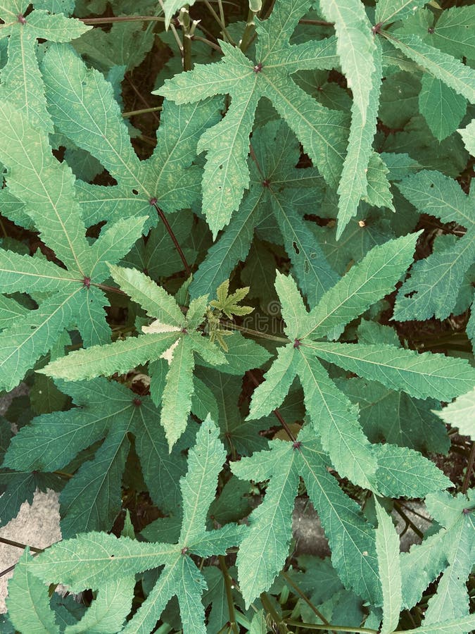 Weed stock photo. Image of leaves, weed, ganja, orka - 212960872
