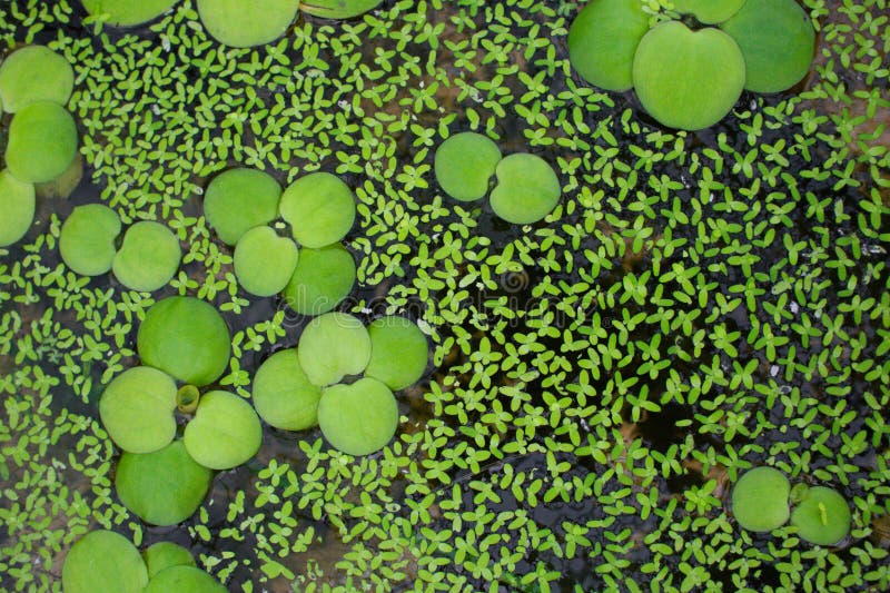 Leaves of LIMNOBIUM SPONGE on the Surface of the Pond Stock Image ...