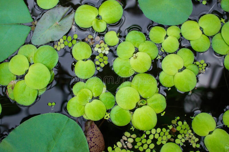 Leaves of LIMNOBIUM SPONGE on the Surface of the Pond Stock Photo ...