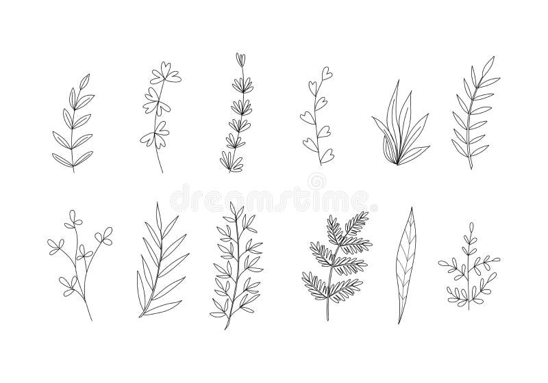 Leaves Line Drawing Background Stock Illustration - Illustration of ...