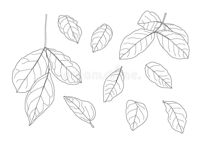 Leaves Line Single Leaf and Leaf Pattern Black Bring To Color Decorate ...
